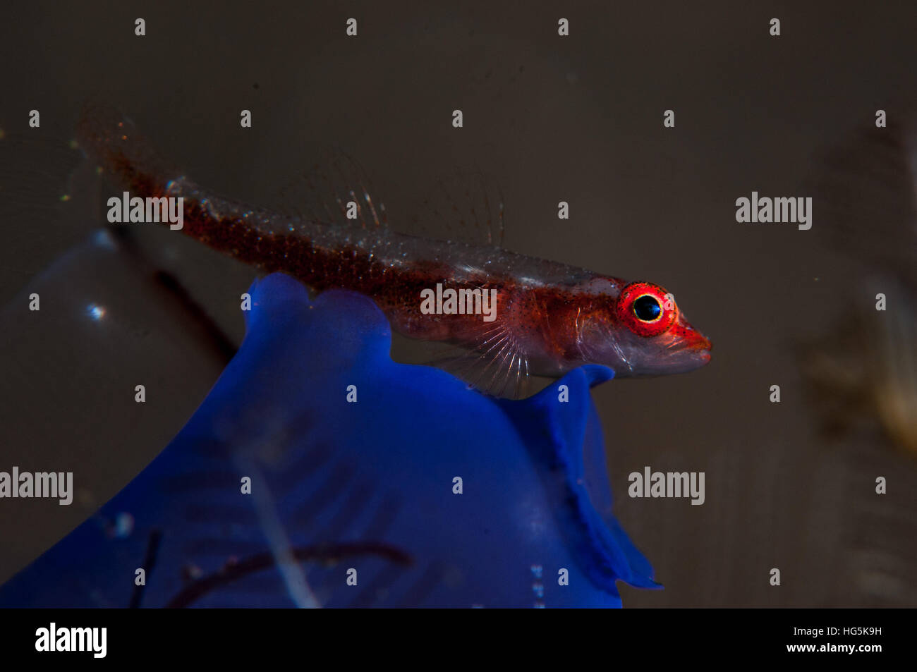 Bryaninops amplus hi-res stock photography and images - Alamy