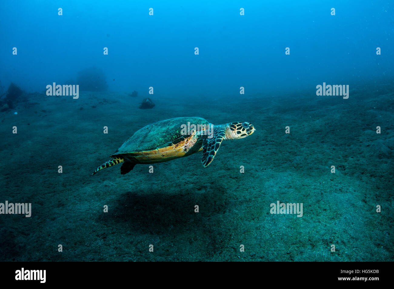Pacific hawksbill turtle, Bali, Indonesia Stock Photo - Alamy