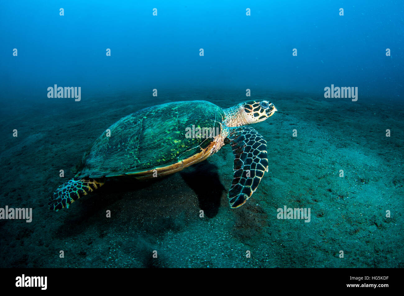 Pacific hawksbill turtle hi-res stock photography and images - Alamy