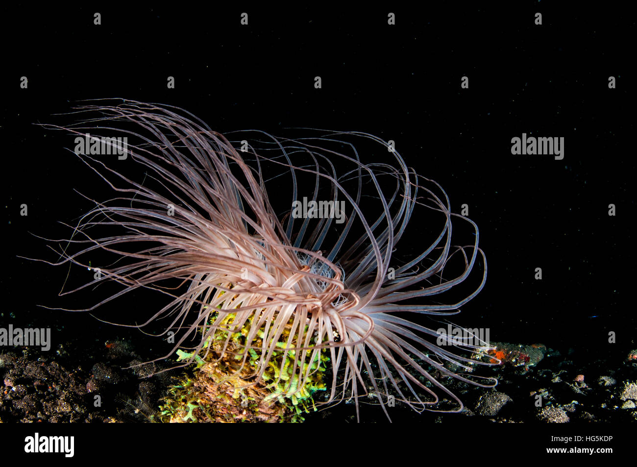 Flower Tube Anemone (Cerianthus filiformis), Bali, Indonesia Stock ...