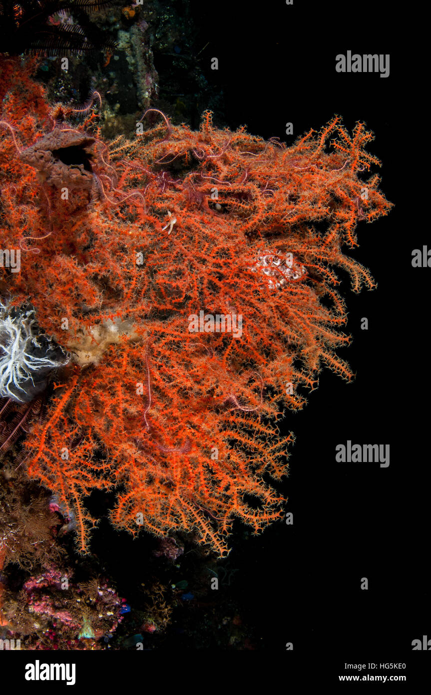 Octocoral, Bali, Indonesia Stock Photo - Alamy
