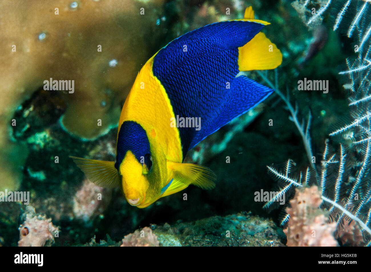 Bicolor fish hi-res stock photography and images - Alamy