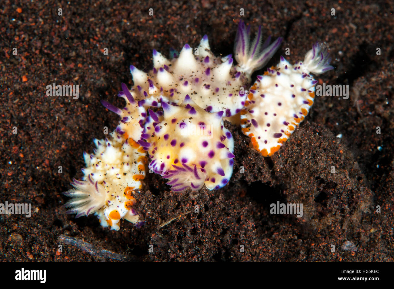 Magnificent nudibranchs hi-res stock photography and images - Alamy
