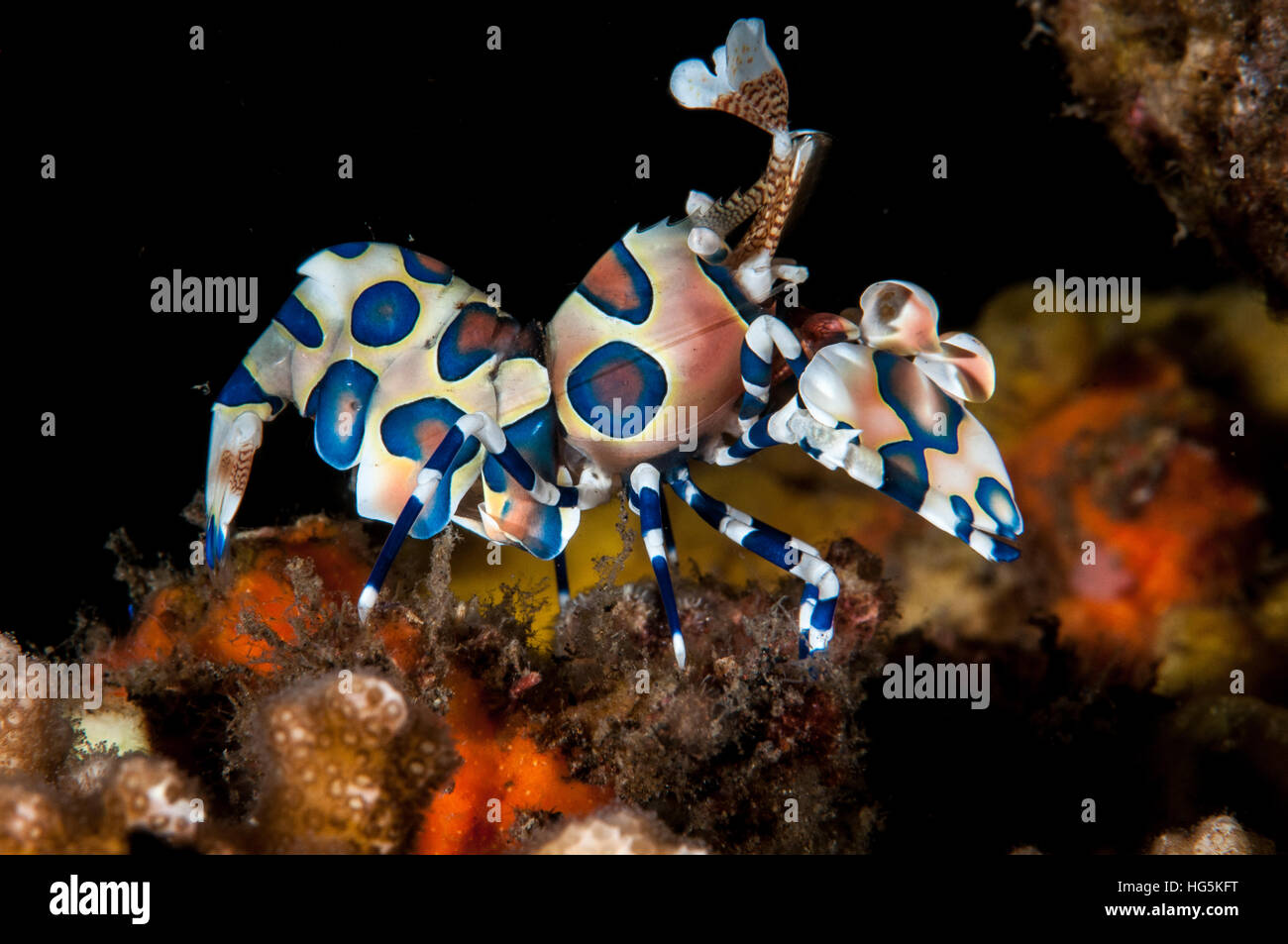harlequin shrimp (Hymenocera picta), Bali, Indonesia Stock Photo - Alamy