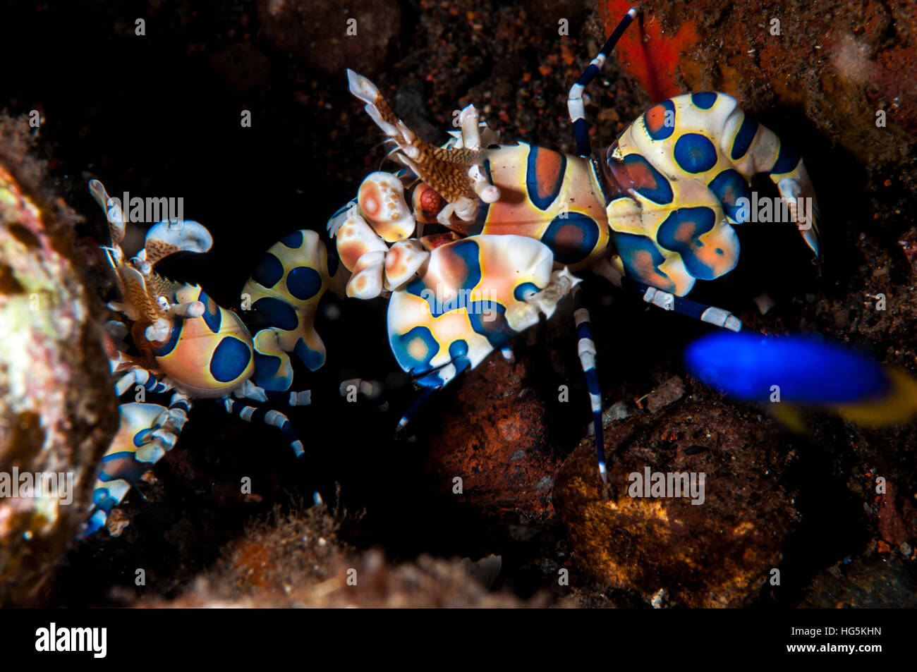 harlequin shrimp (Hymenocera picta), Bali, Indonesia Stock Photo - Alamy