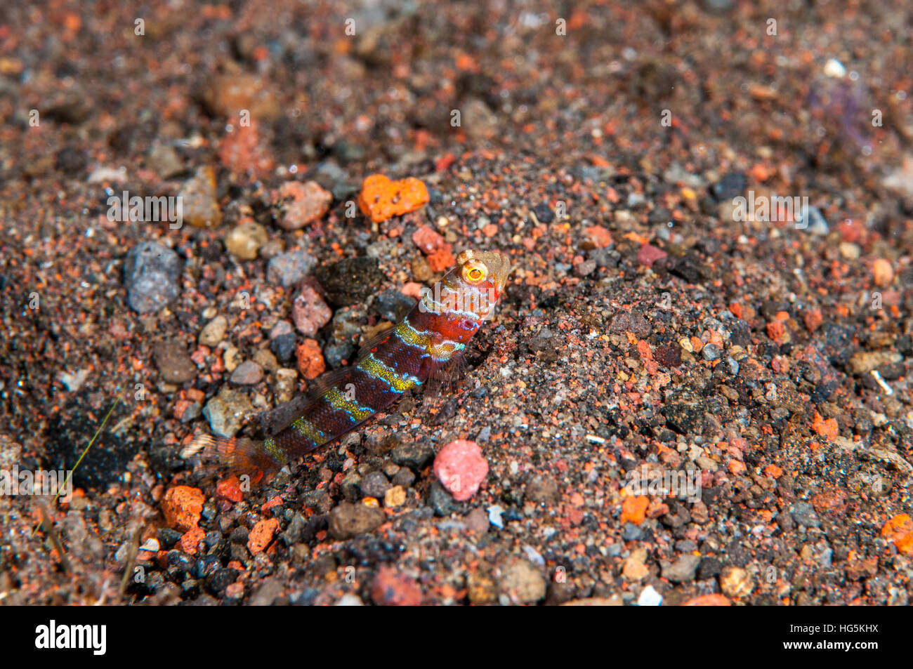 Gorgeous prawn-goby (Amblyeleotris wheeleri) in Bali, Indonesia Stock ...