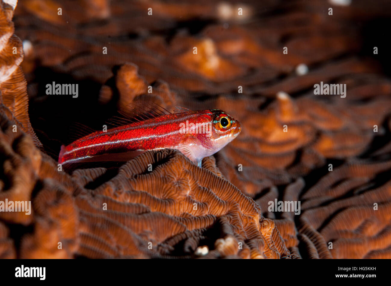 Striped Triplefin (Helcogramma striata), Bali, Indonesia Stock Photo ...