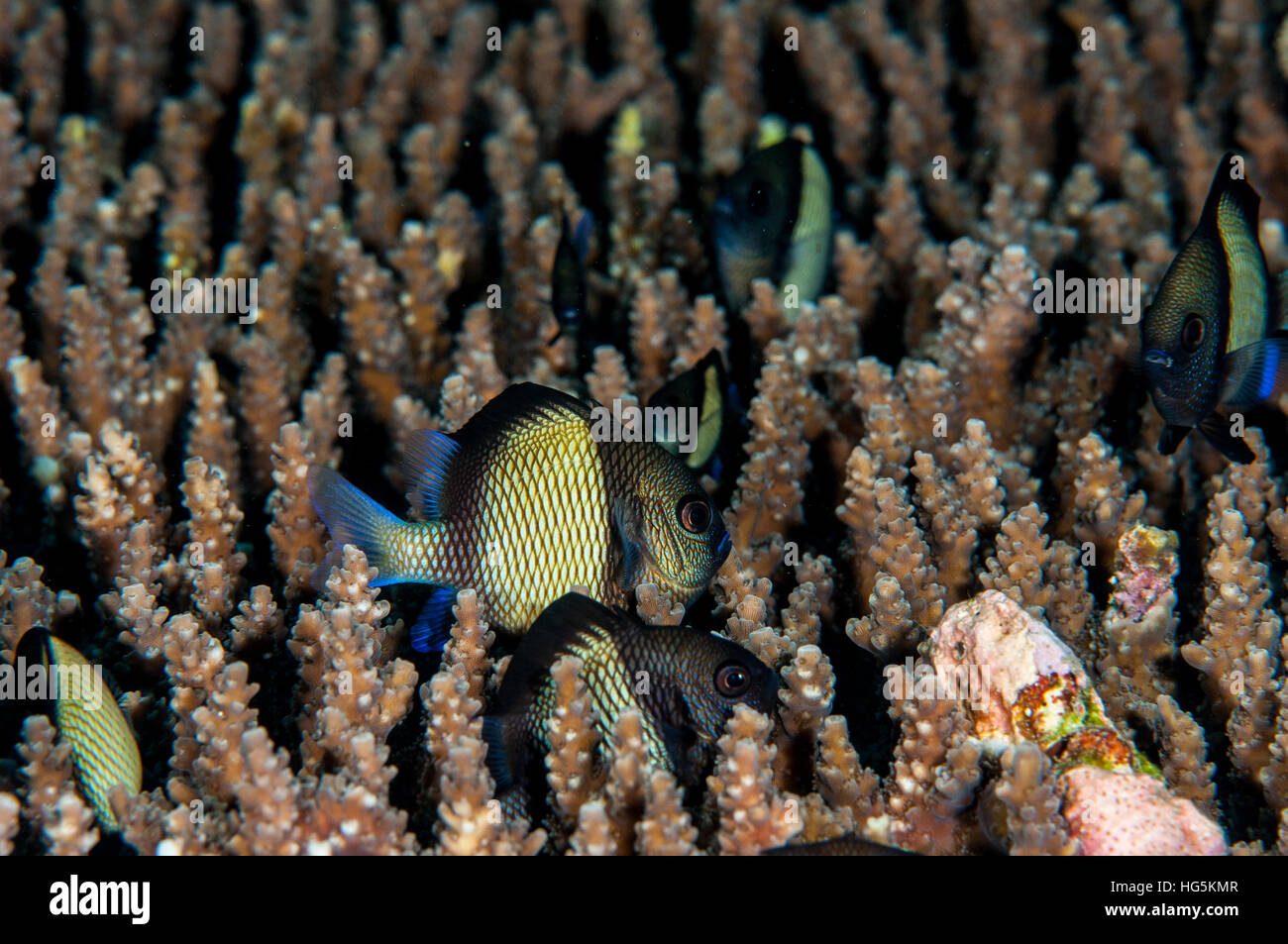 Reticulate dascyllus dascyllus reticulatus hi-res stock photography and ...