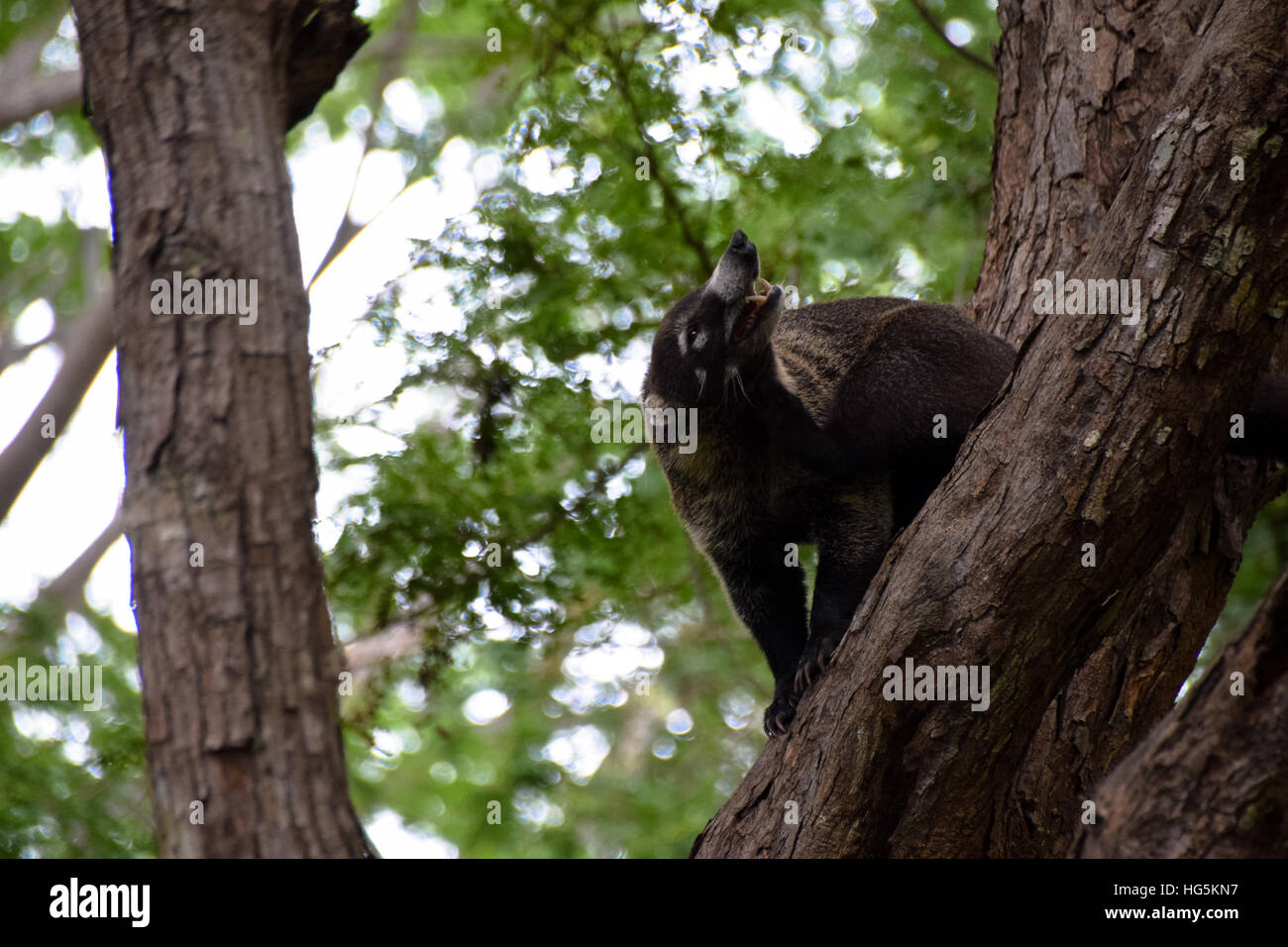 Wild coati (coatimundi) stretching out on a tree in Guanacaste, Costa ...