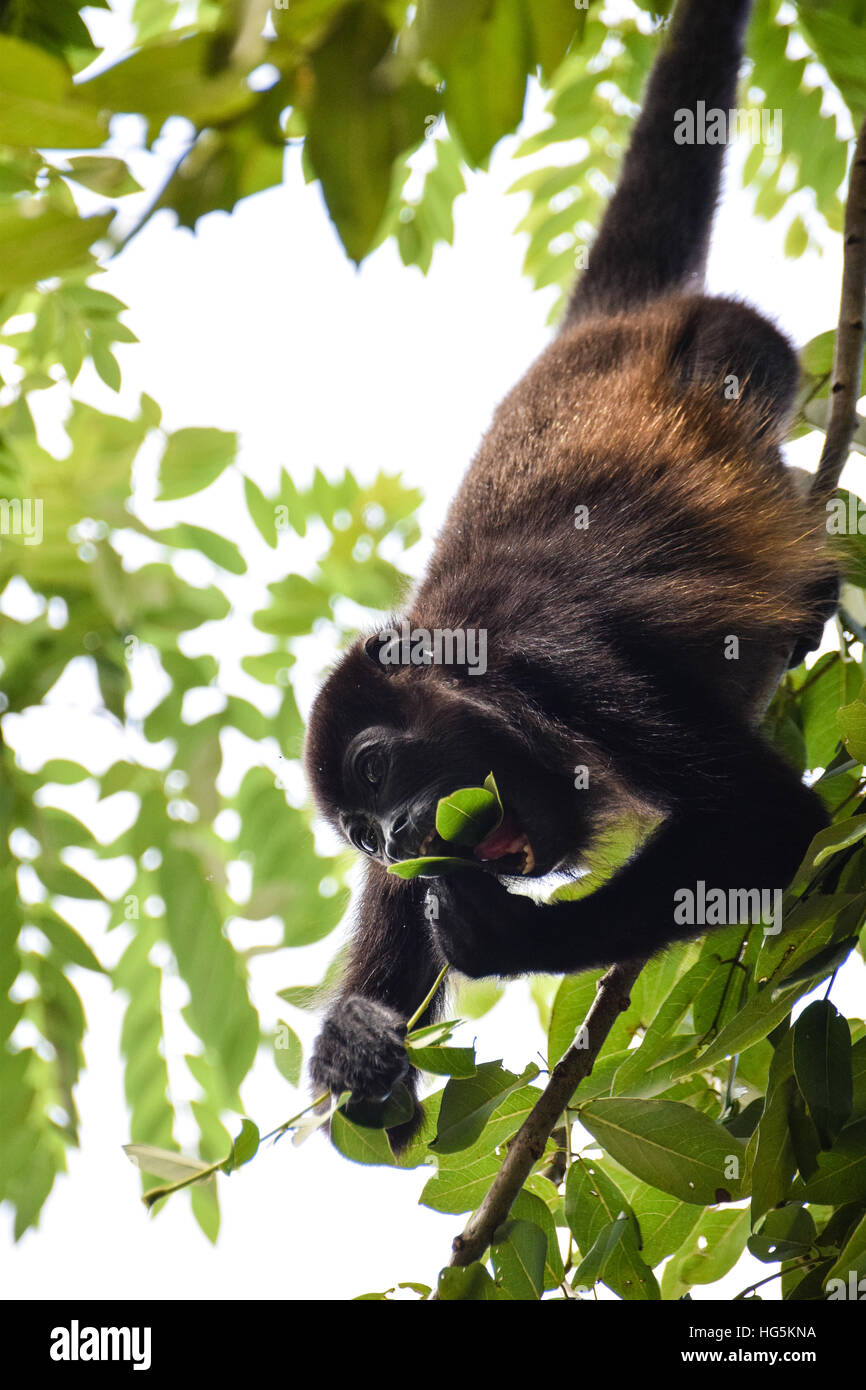 Wild howler monkey (Alouatta palliata) reaching down for lower leaves ...