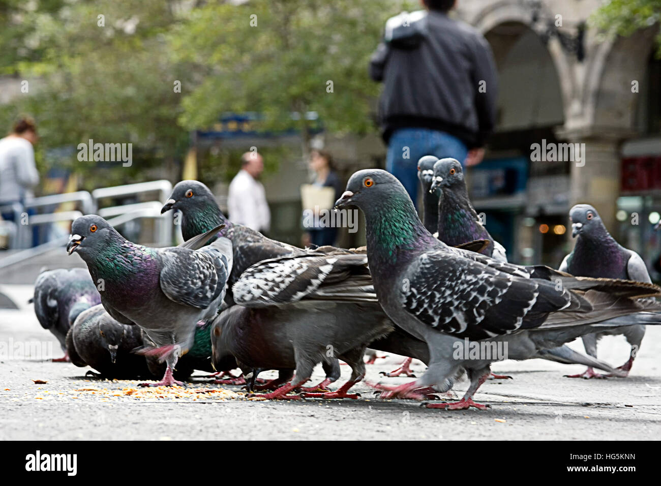 Doves eating from the floor in the city Stock Photo - Alamy
