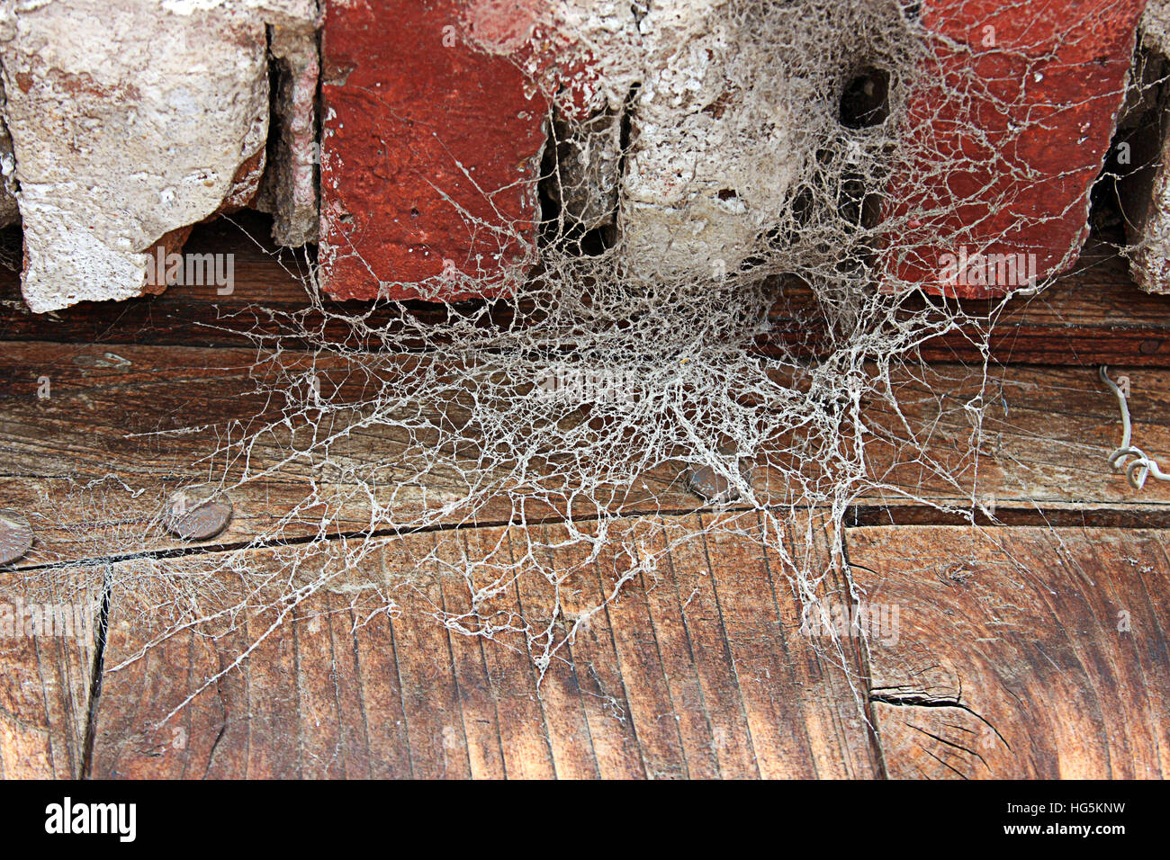 Cobweb built between the wall and window Stock Photo - Alamy