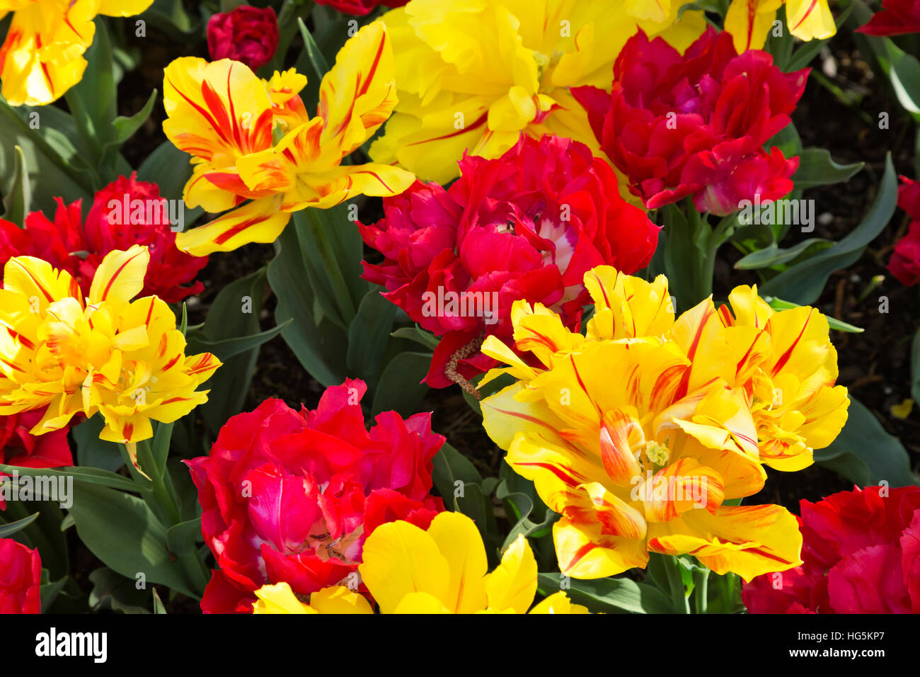 WASHINGTON - Colorful display of double tulips blooming in a display ...