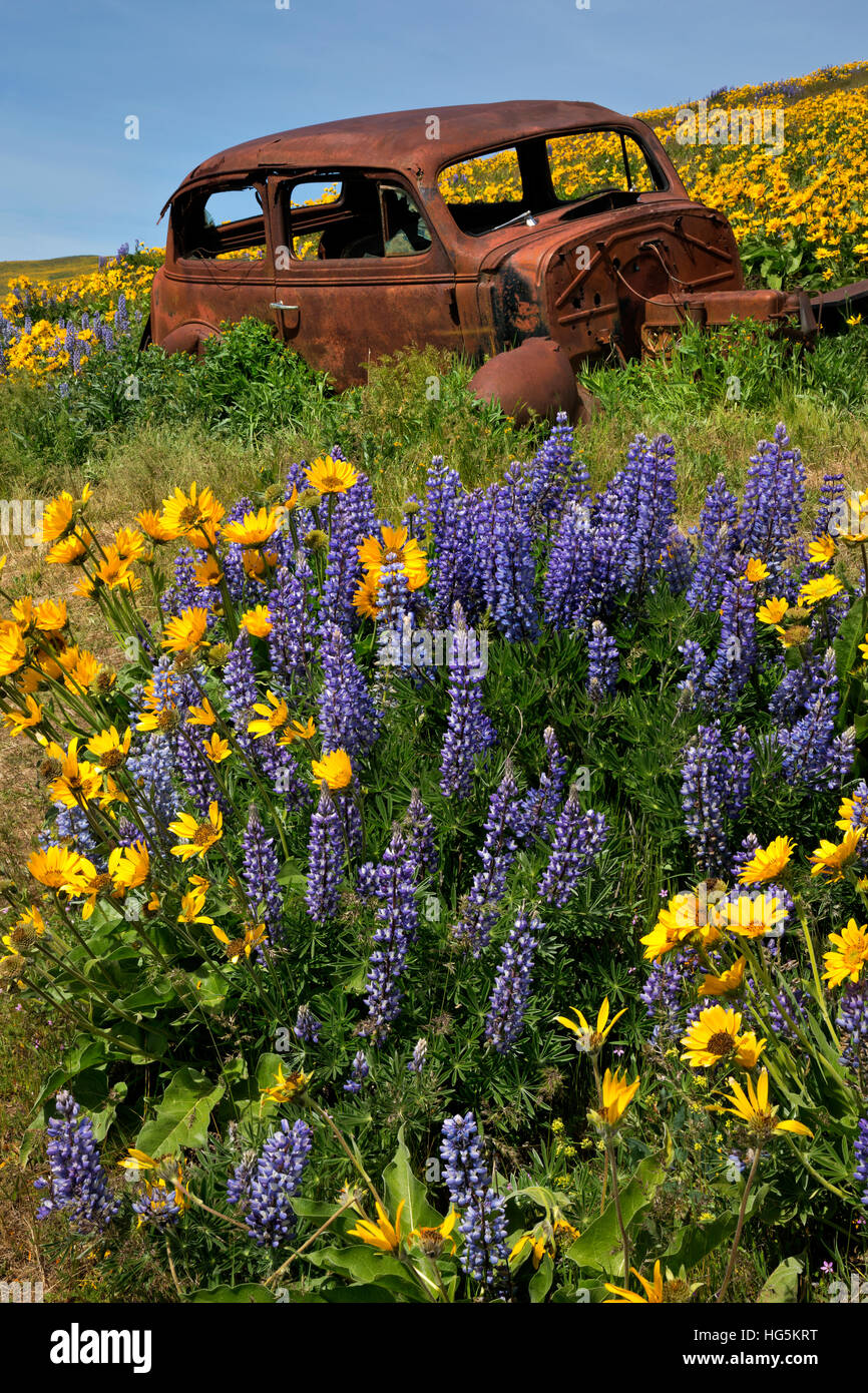 WA13081-00...WASHINGTON - Old car in a field of balsamroot and lupine ...