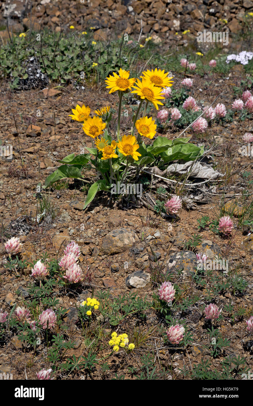 Giant clover and balsamroot blooming along the route up Stacker Butte ...