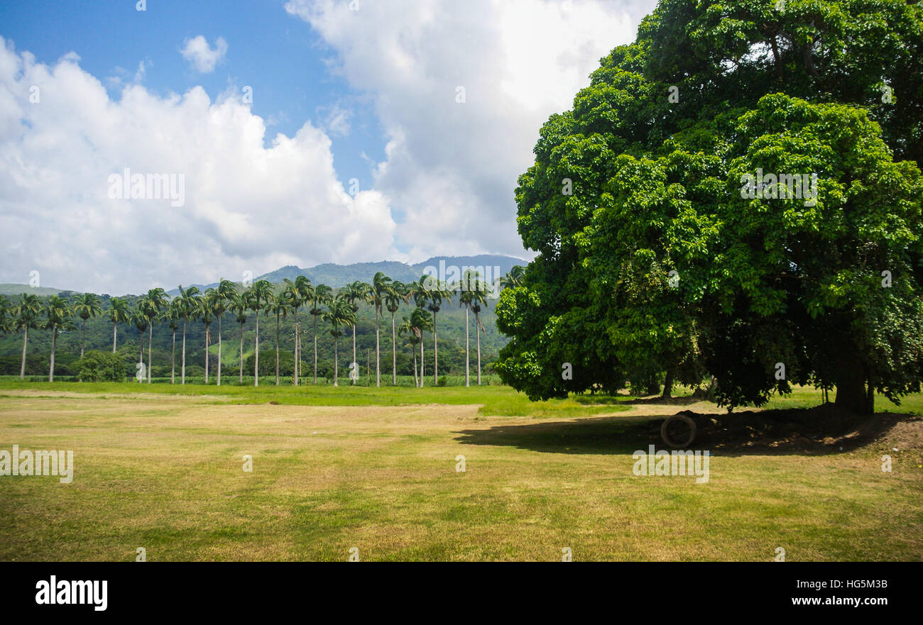 Big tree in open field hi-res stock photography and images - Alamy