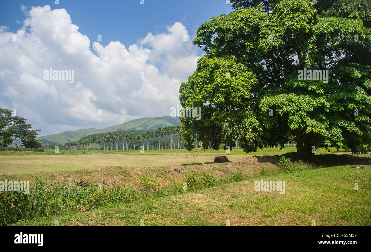 Big tree in open field hi-res stock photography and images - Alamy