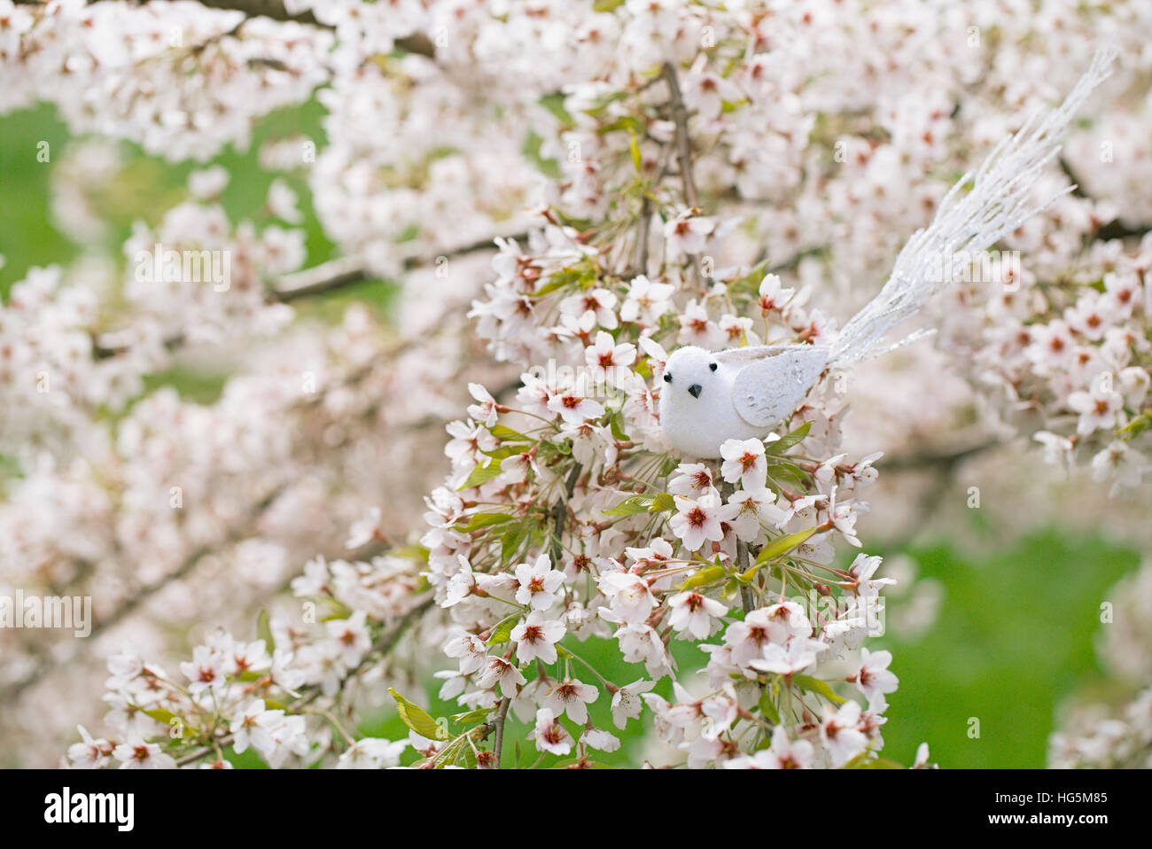 Little bird in Spring with blossom cherry flower sakura Stock Photo - Alamy