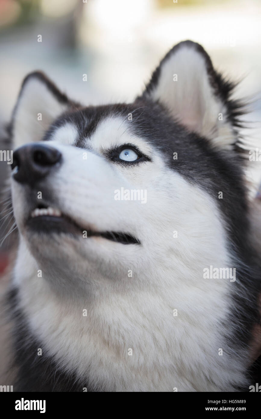 Black and White Siberian Husky Face Close Up Stock Photo - Alamy