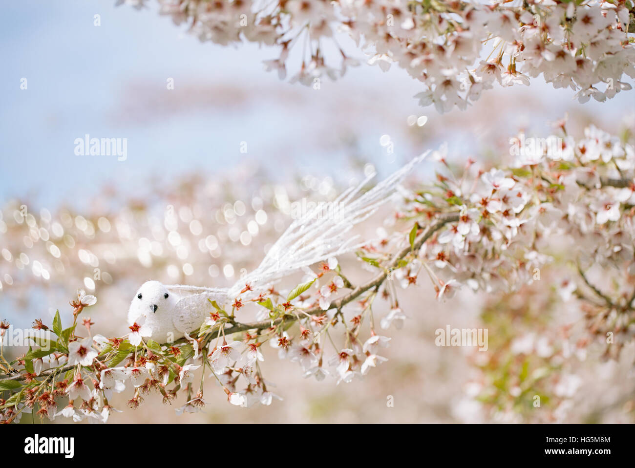 Little bird in Spring with blossom cherry flower sakura Stock Photo - Alamy