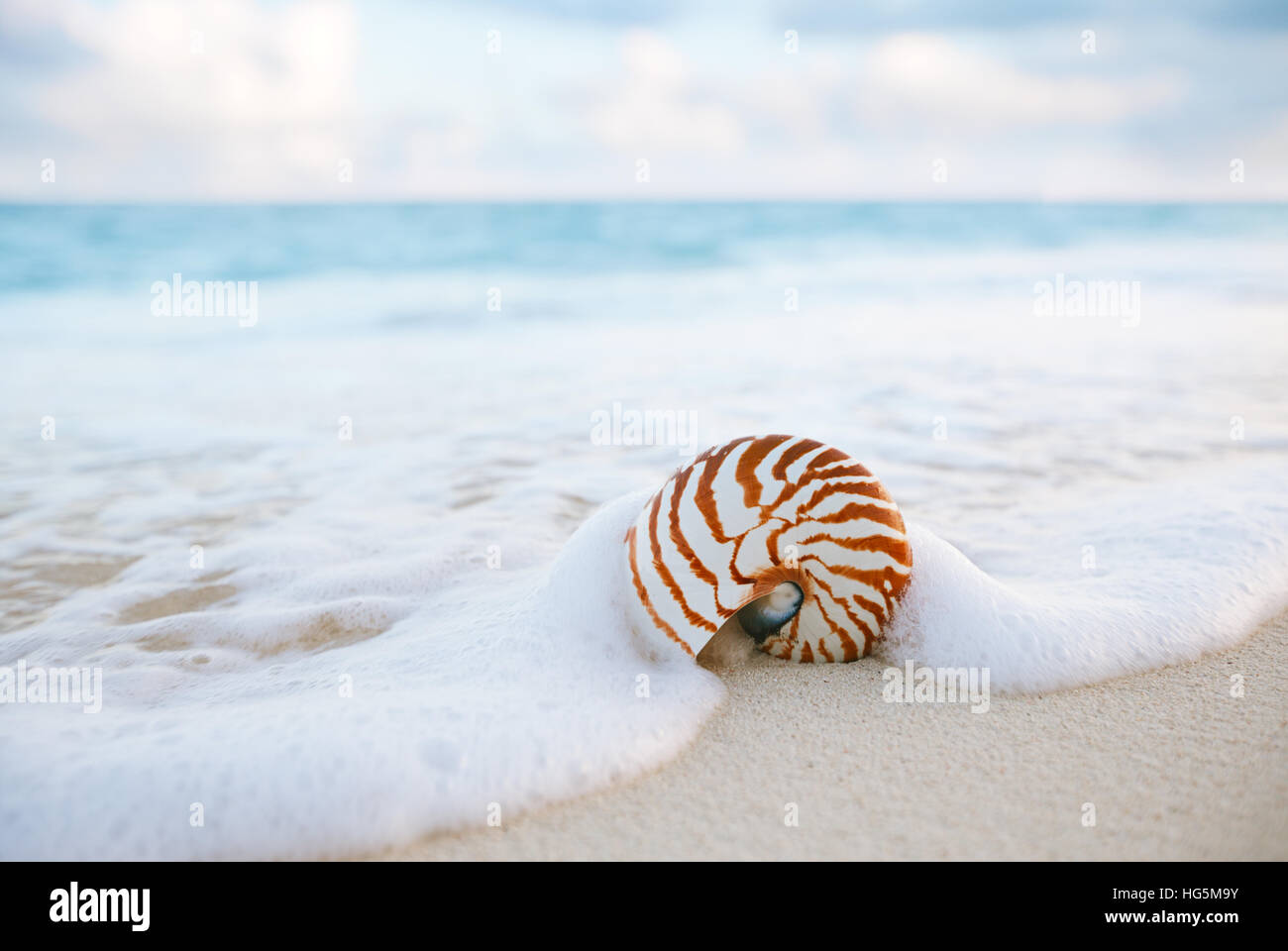 nautilus sea shell on golden sand beach with waves in soft sunset light ...