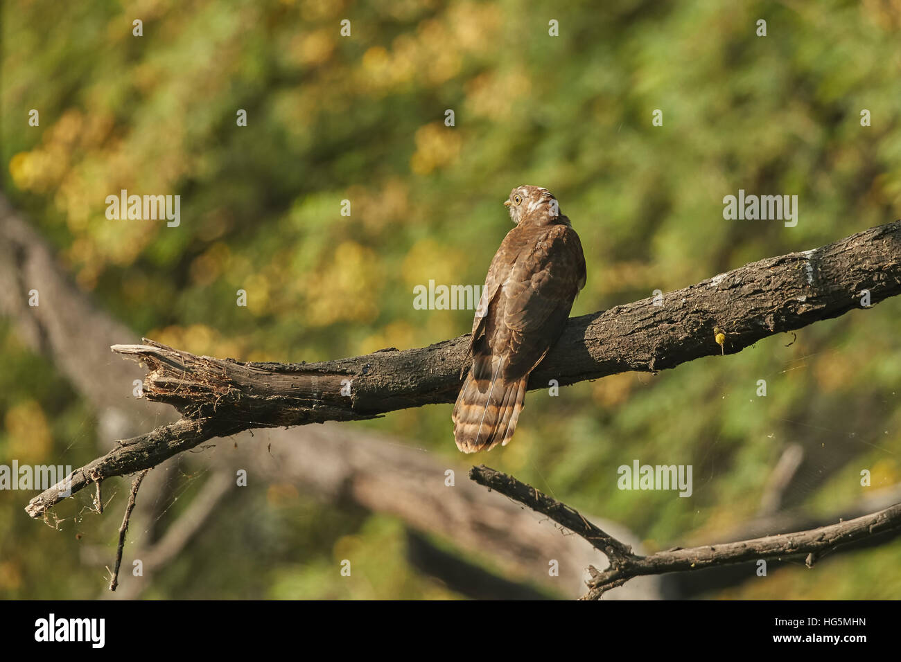 Female Plaintive Cuckoo (Cacomantis merulinus) catch on the branch in ...