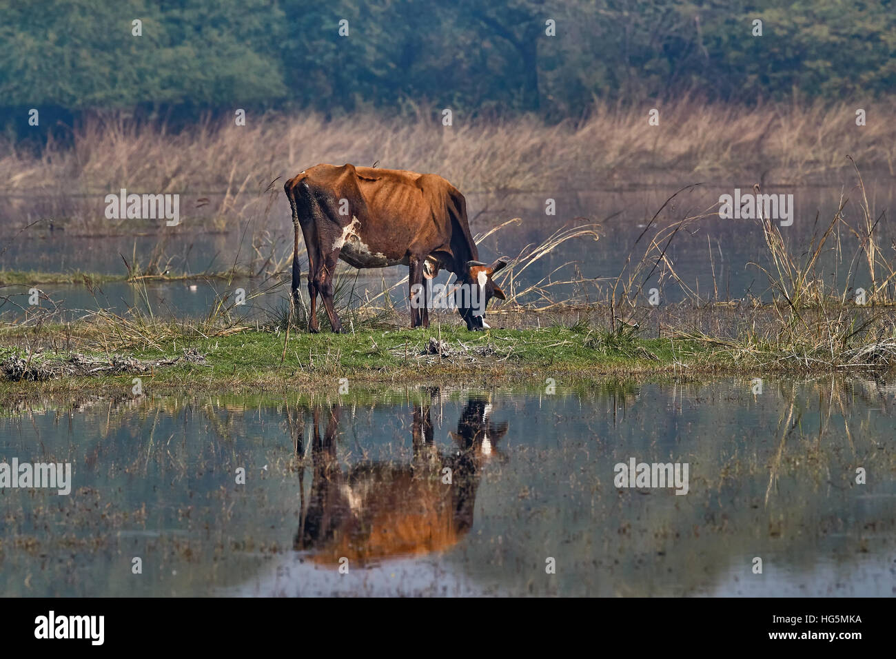 wetlands with cows and grass fields, cows reflection in the water Stock ...