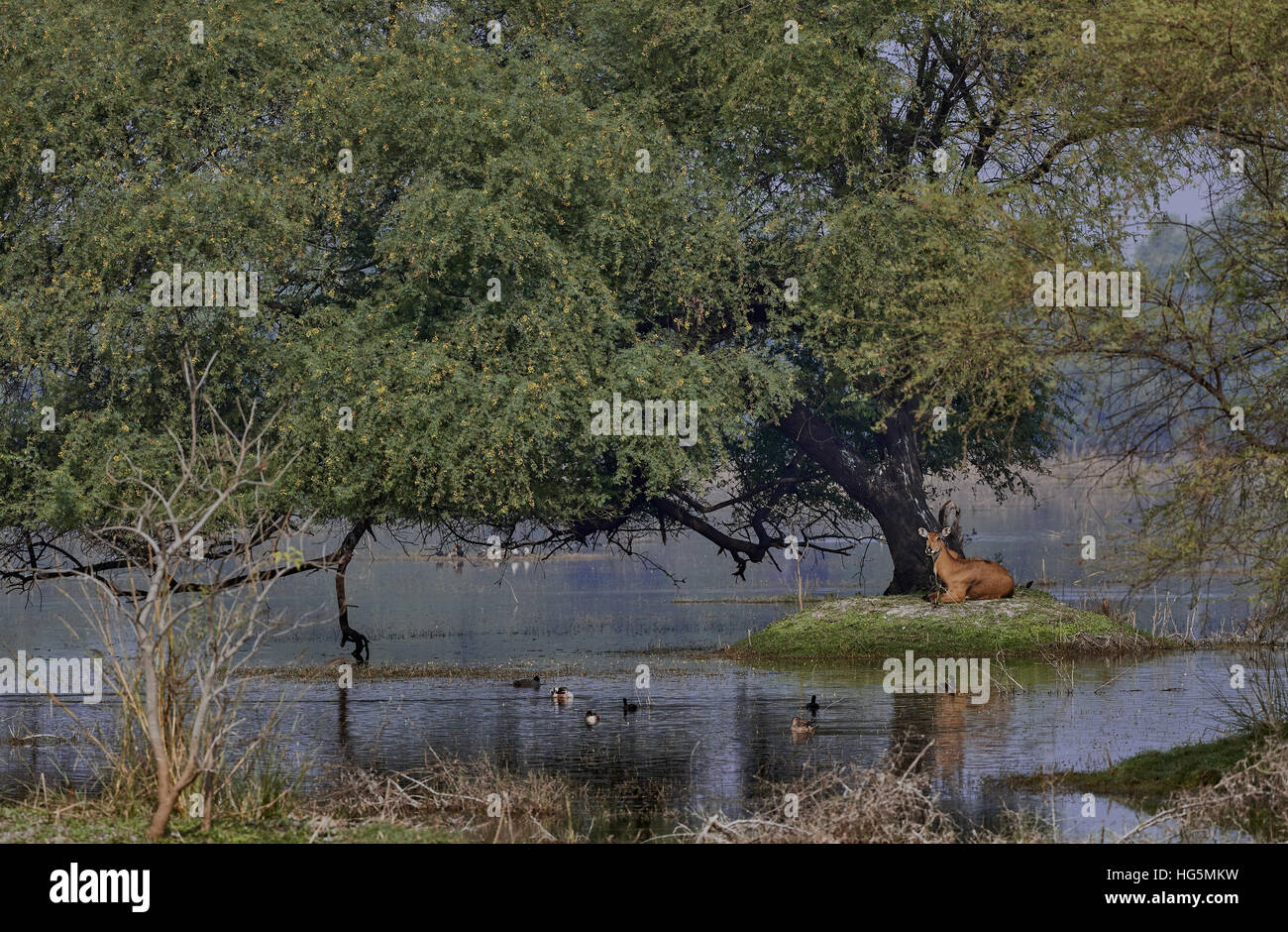 A female blue bull (Boselaphus tragocamelus) resting in a beautiful ...