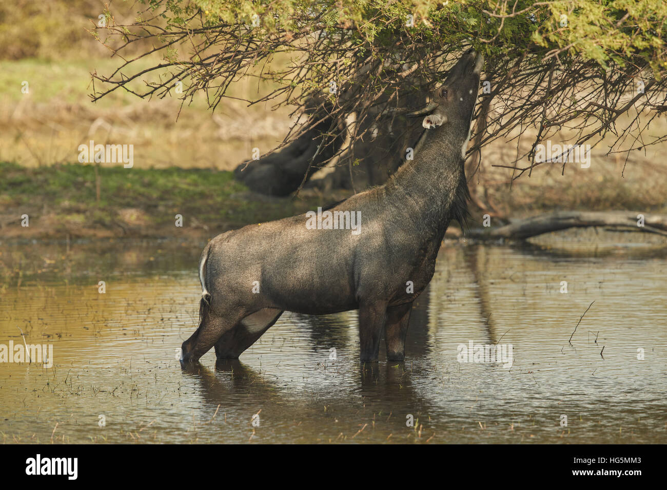 A male blue bull (Boselaphus tragocamelus) standing beneath a tree and ...