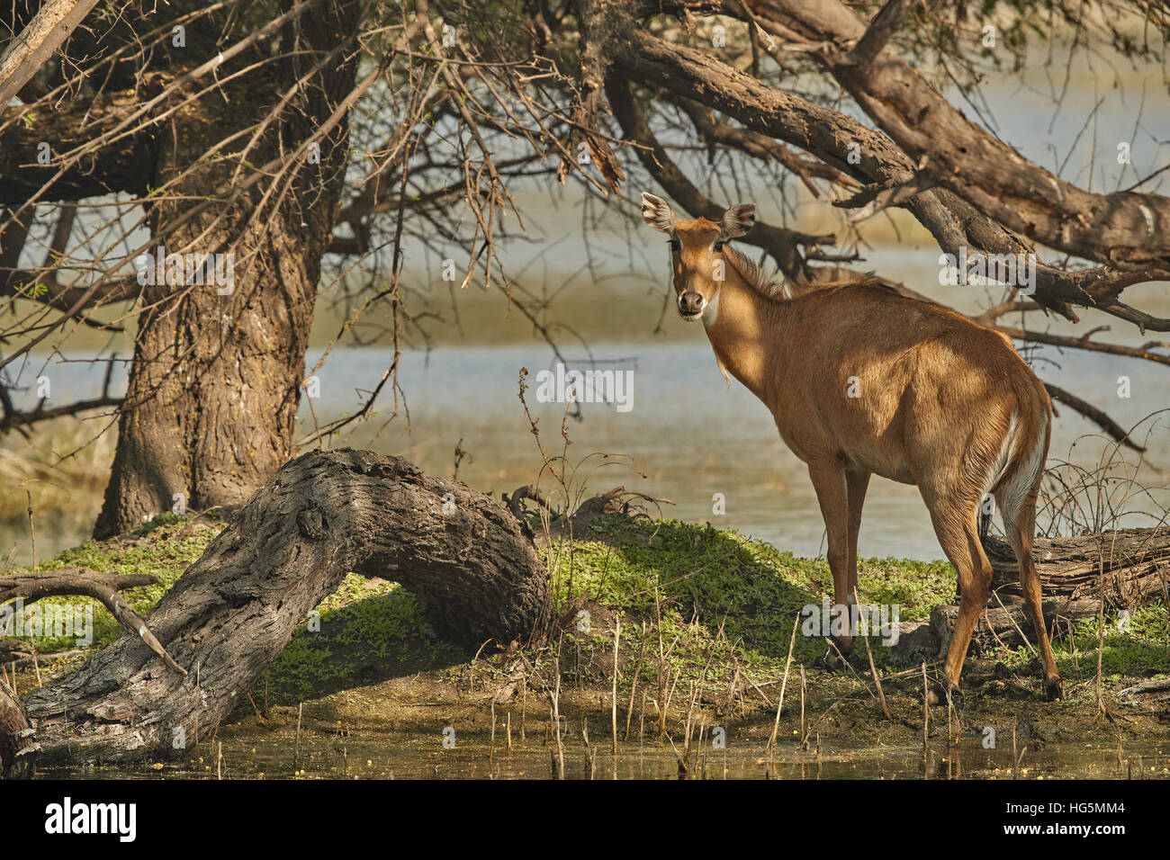 A female blue bull (Boselaphus tragocamelus) standing beneath a tree in ...