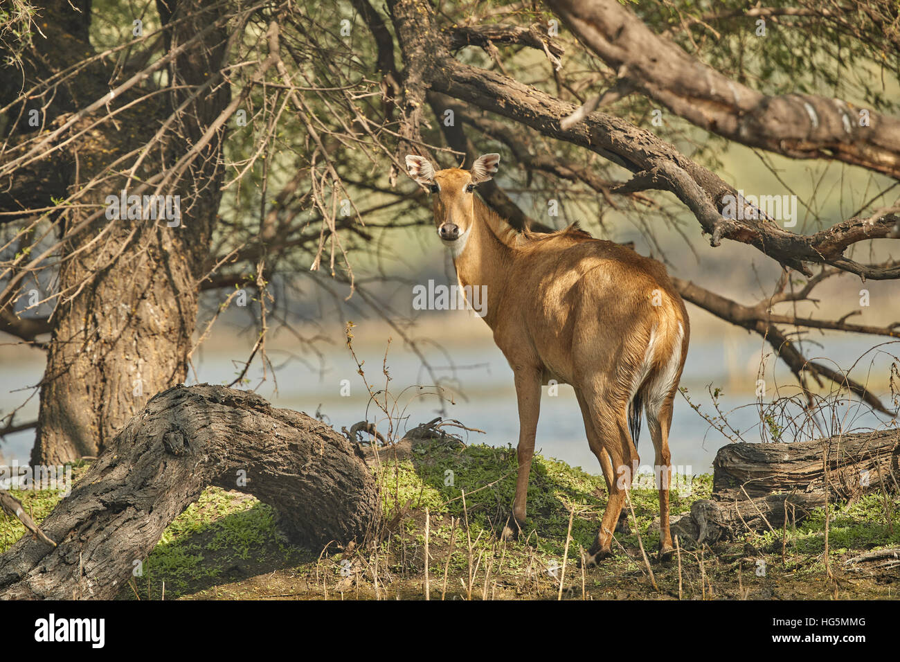 A female blue bull (Boselaphus tragocamelus) standing beneath a tree in ...