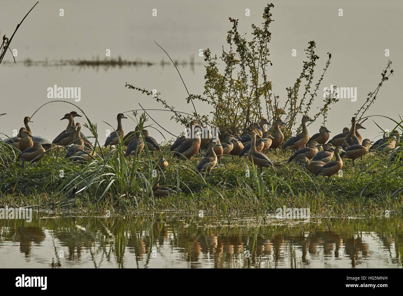 Lesser Known Animals