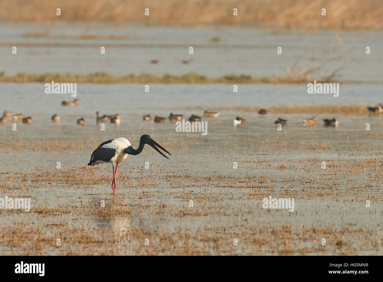 Black-necked Stork with beautiful blue-green head and neck, and red ...