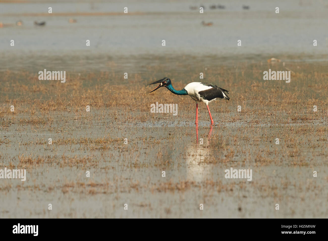 Black-necked Stork with beautiful blue-green head and neck, and red ...