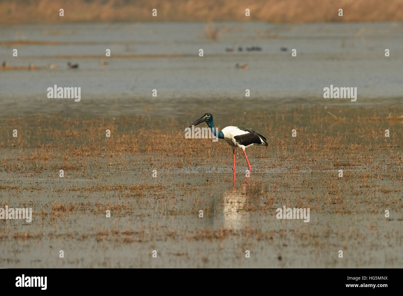 Woolly necked stork fish hi-res stock photography and images - Alamy