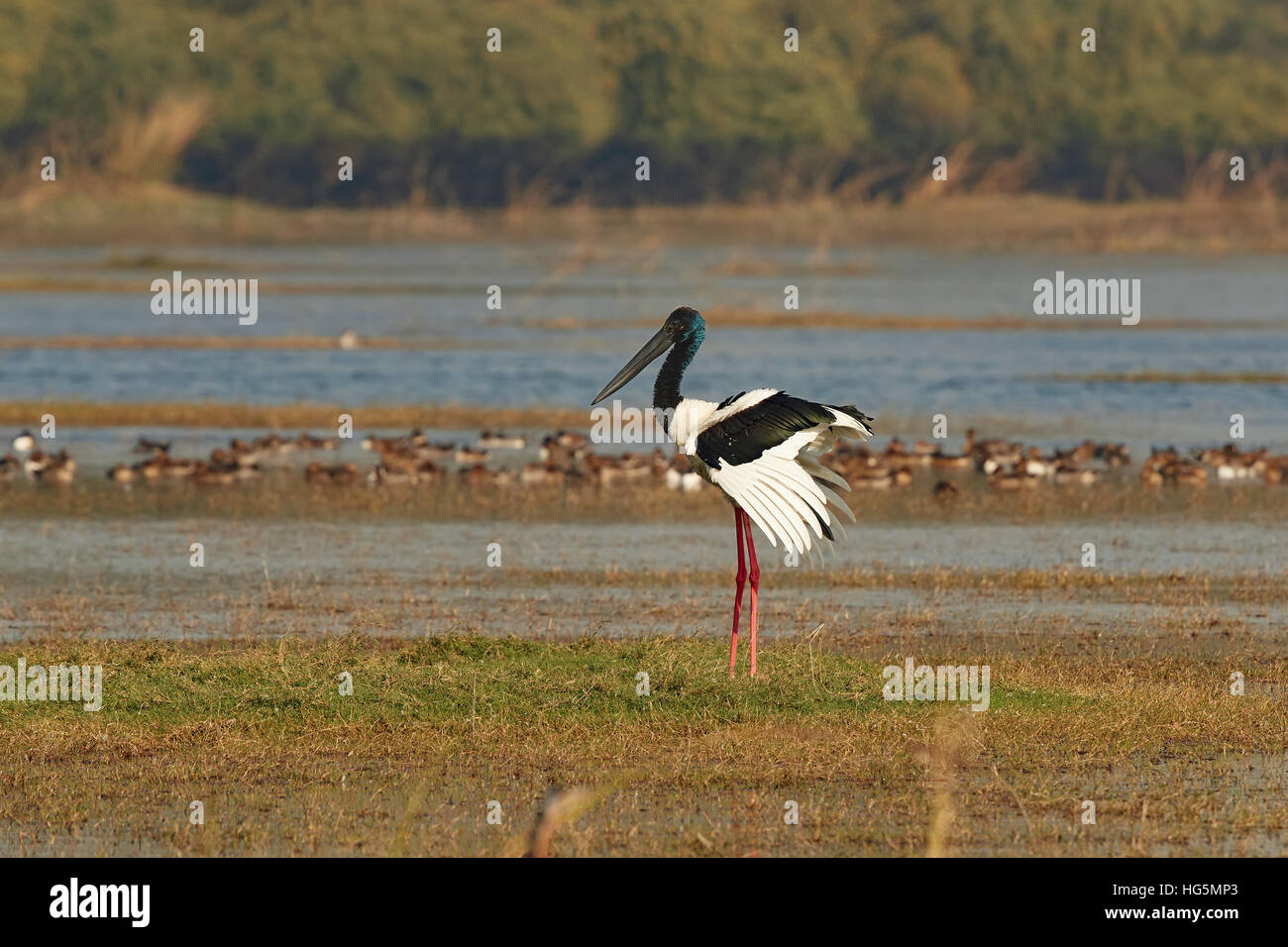 Black-necked Stork with beautiful blue-green head and neck, and red ...