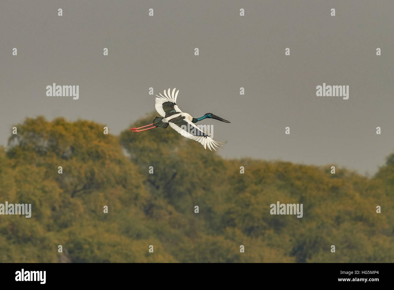 Black-necked Stork with beautiful blue-green head and neck, and red ...