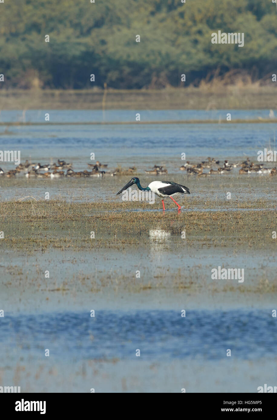 Black-necked Stork with beautiful blue-green head and neck, and red ...