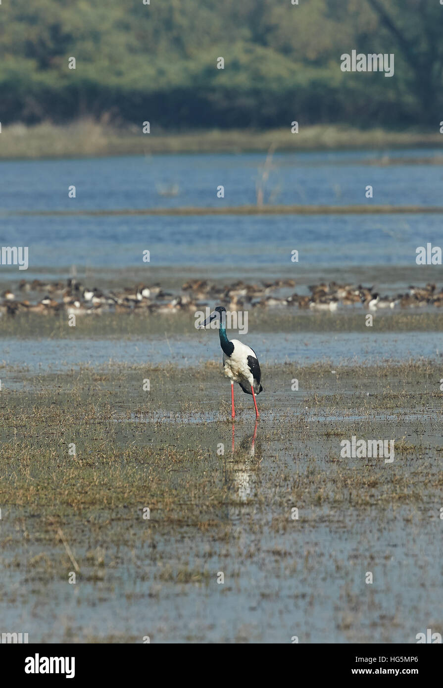 Black-necked Stork with beautiful blue-green head and neck, and red ...