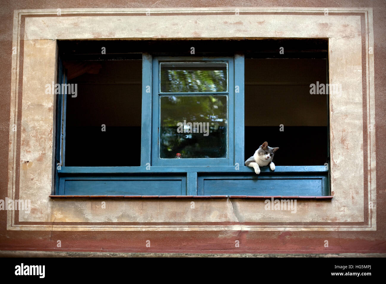 Cat looking out of window, people watching Stock Photo - Alamy