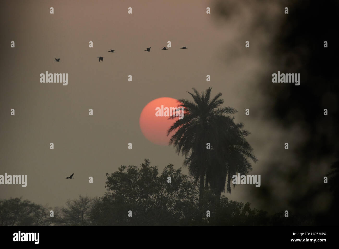 Flock pigeons flying above water hi-res stock photography and images ...