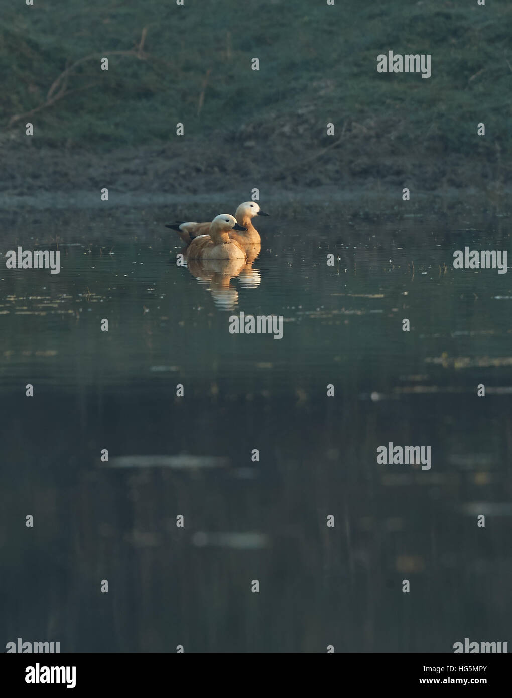 The ruddy shelduck (Tadorna ferruginea, Brahminy duck) - an orange ...