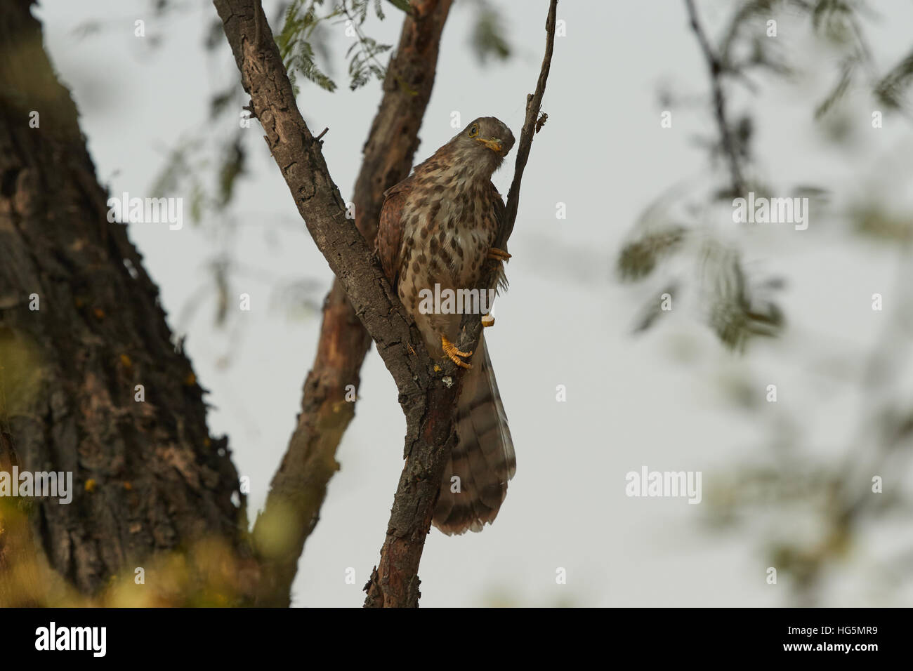 Female Plaintive Cuckoo (Cacomantis merulinus) catch on the branch in ...
