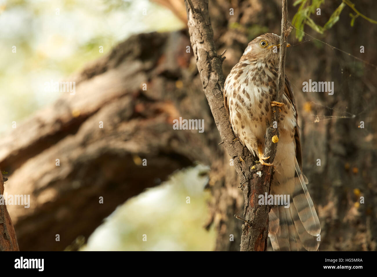 Female Plaintive Cuckoo (Cacomantis merulinus) catch on the branch in ...