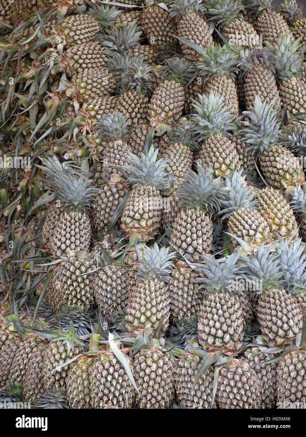 Pineapples for sale in local market Ananas comosus Bromeliaceae, Pune ...