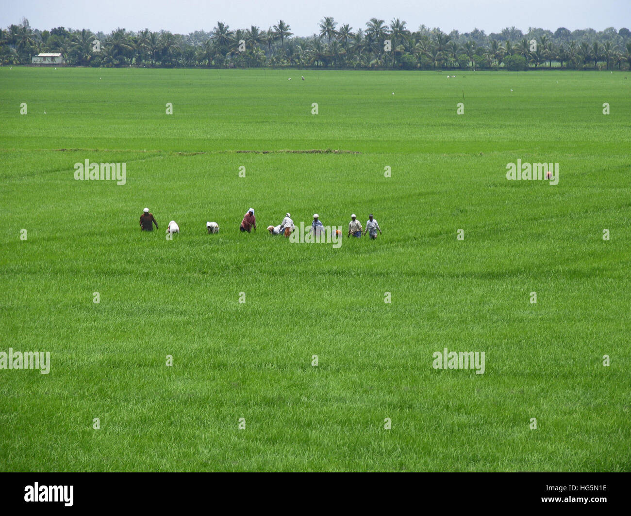 People working in Paddy fields. Kerala, India Stock Photo - Alamy