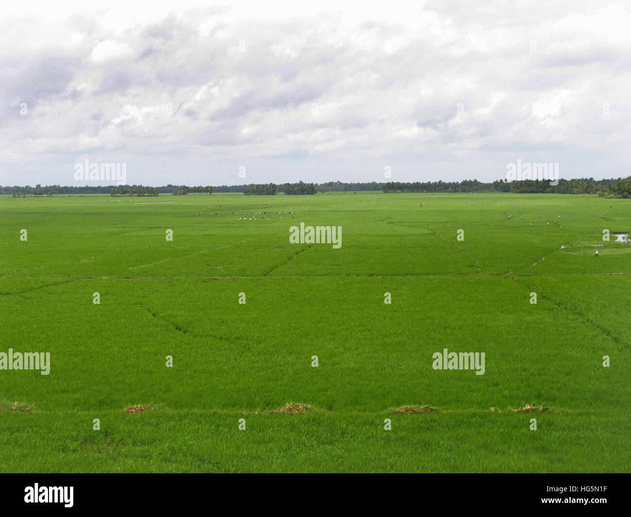 Rice farming in kerala hi-res stock photography and images - Alamy