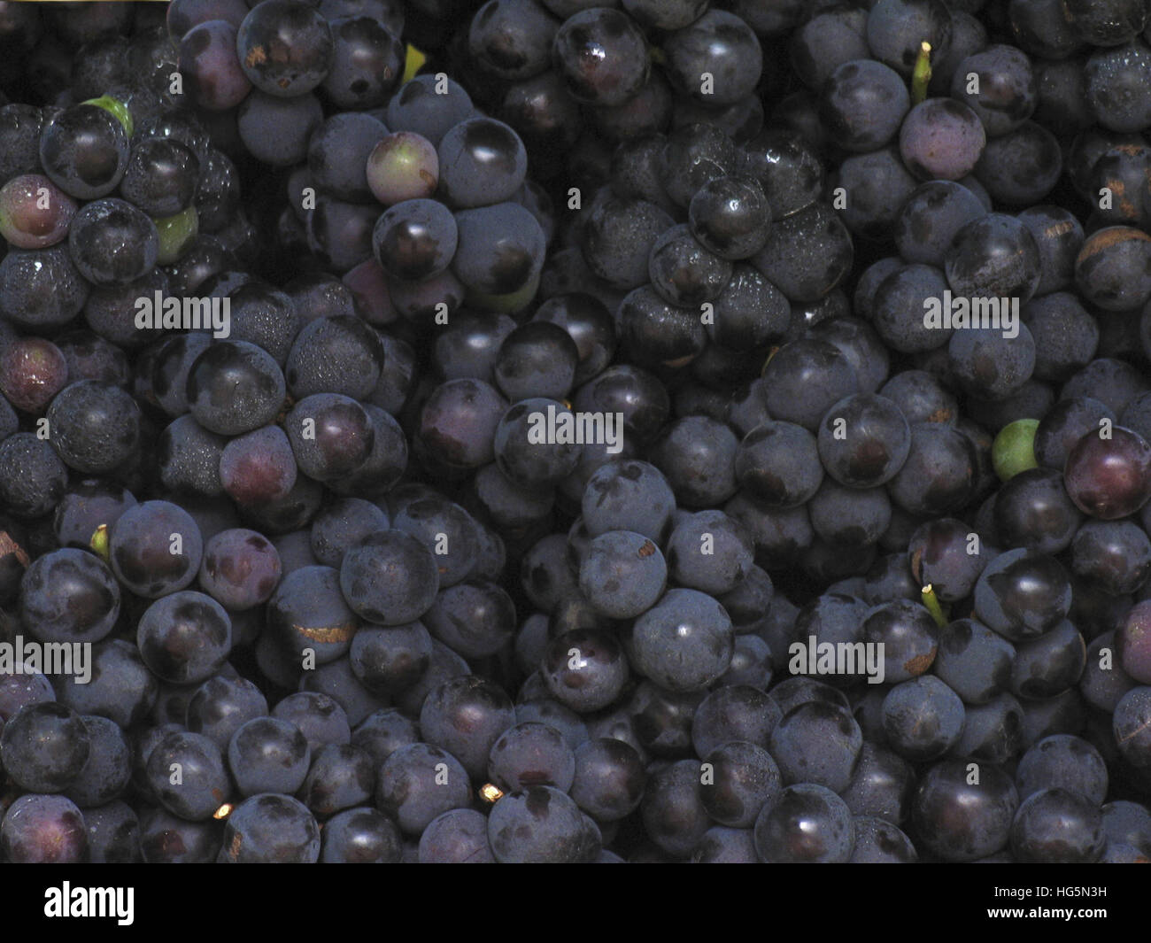 California Pearlettes, black grapes Stock Photo - Alamy