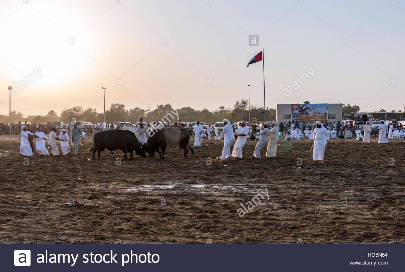 Bull Butting High Resolution Stock Photography and Images - Alamy