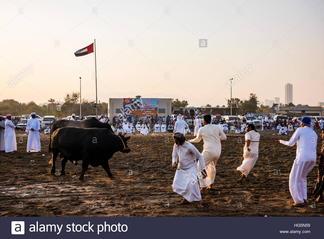 Bull Butting High Resolution Stock Photography and Images - Alamy